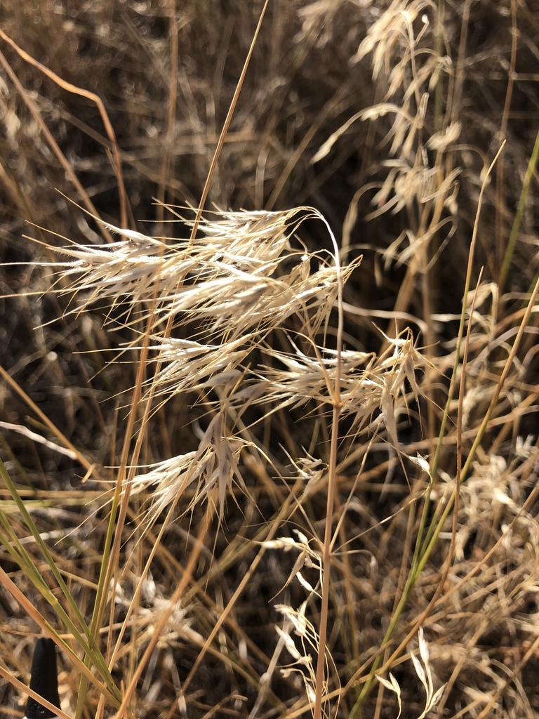 Cheatgrass (Plants of Rosewood Nature Study Area) · iNaturalist