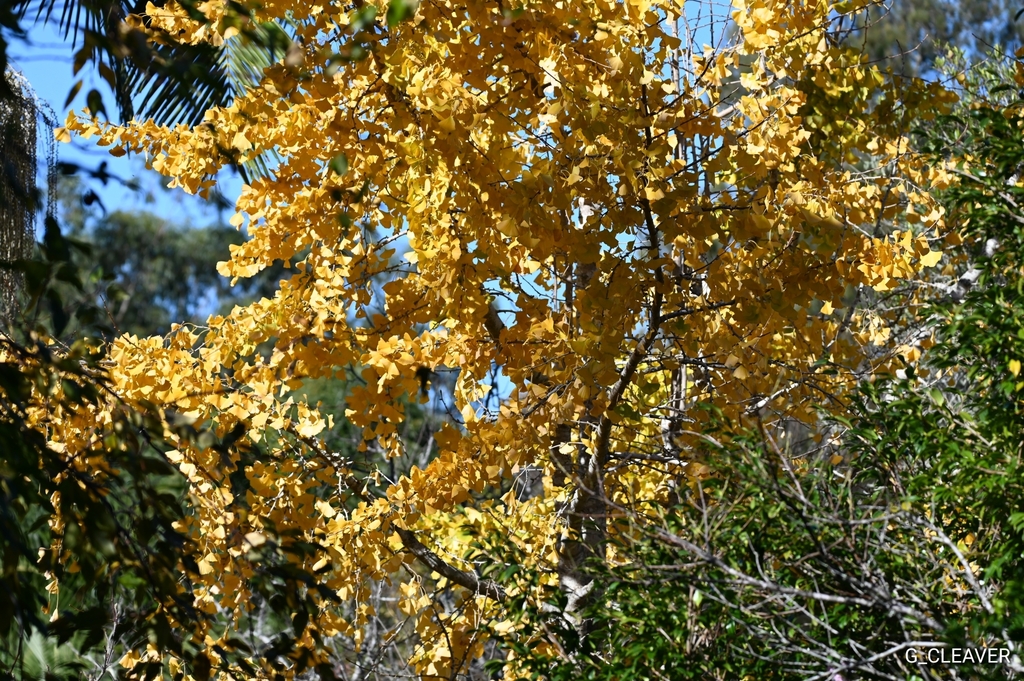 ginkgo from Hornsby NSW 2077, Australia on June 7, 2025 at 11:40 AM by ...