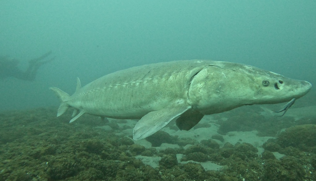Lake Sturgeon (Kentucky Freshwater Species) · iNaturalist