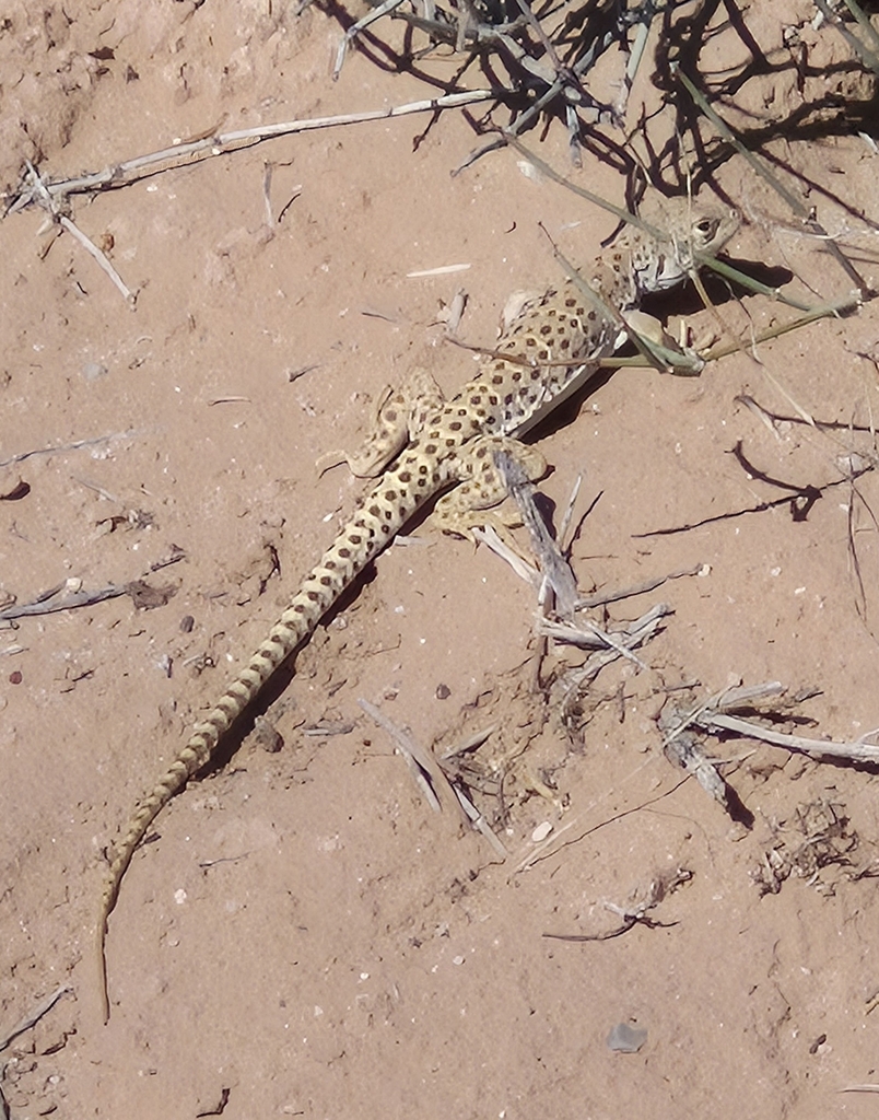 Long-nosed Leopard Lizard from Emery County, UT, USA on June 10, 2025 ...