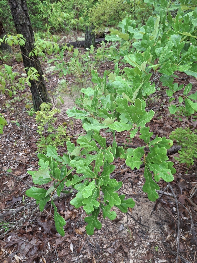 sand post oak from Prattville, AL 36067, USA on June 9, 2025 at 06:48 ...