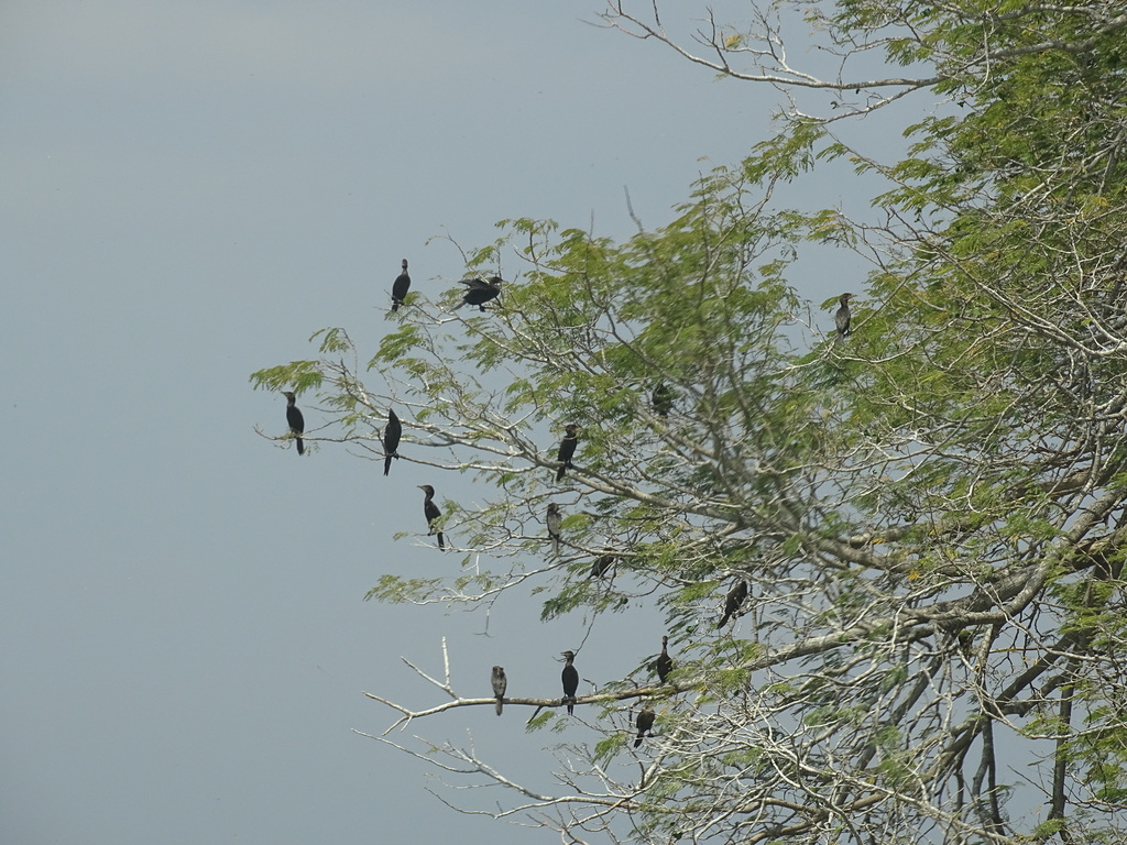 Neotropic Cormorant from San Pedro Comitancillo, Oax., México on ...