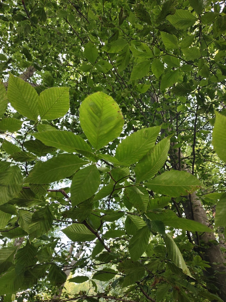 Beech Leaf Disease from Colonel Denning State Park, 1599 Doubling Gap ...