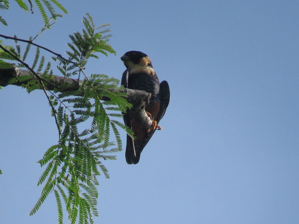 Bat Falcon from Restrepo, Meta, Colombia on September 18, 2019 at 08:18 ...