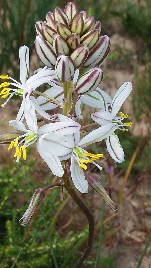 Albuca exuviata (Cape Bulbs 1) · iNaturalist