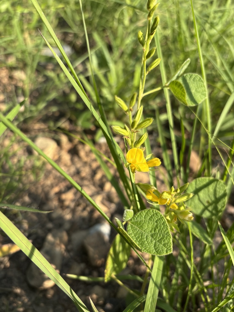 Broad-leaf snoutbean in June 2025 by Jack Looney · iNaturalist