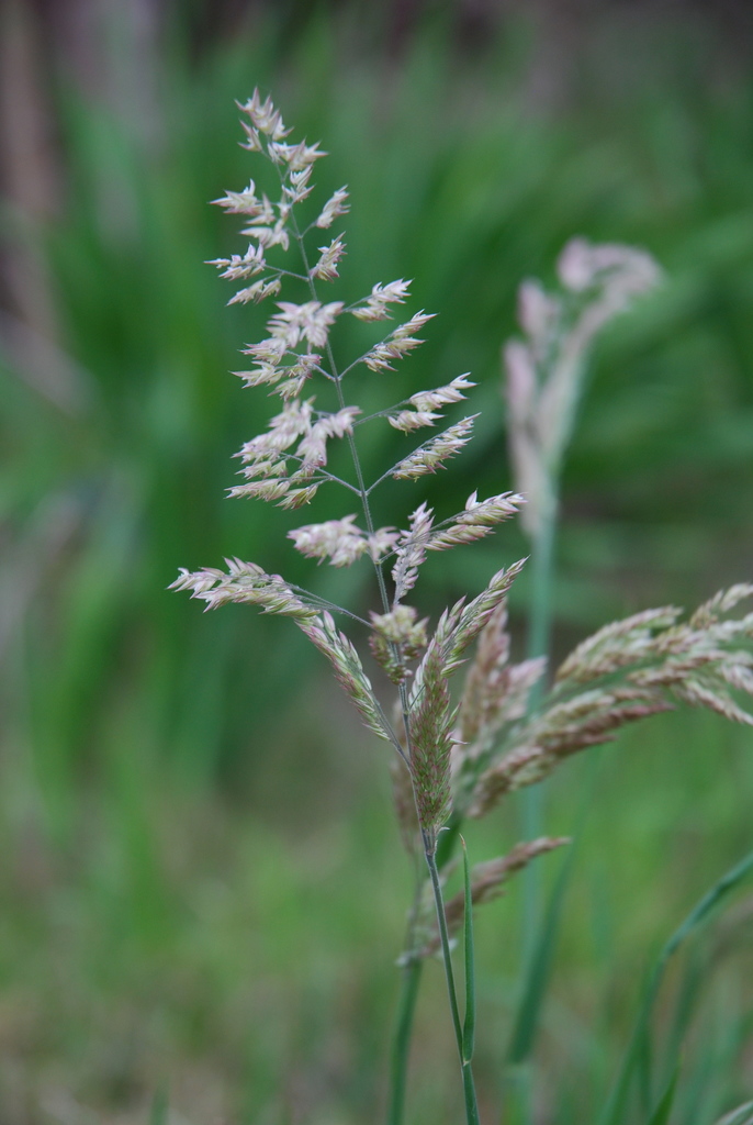 Yorkshire fog from Melbourne VIC, Australia on October 11, 2016 at 08: ...