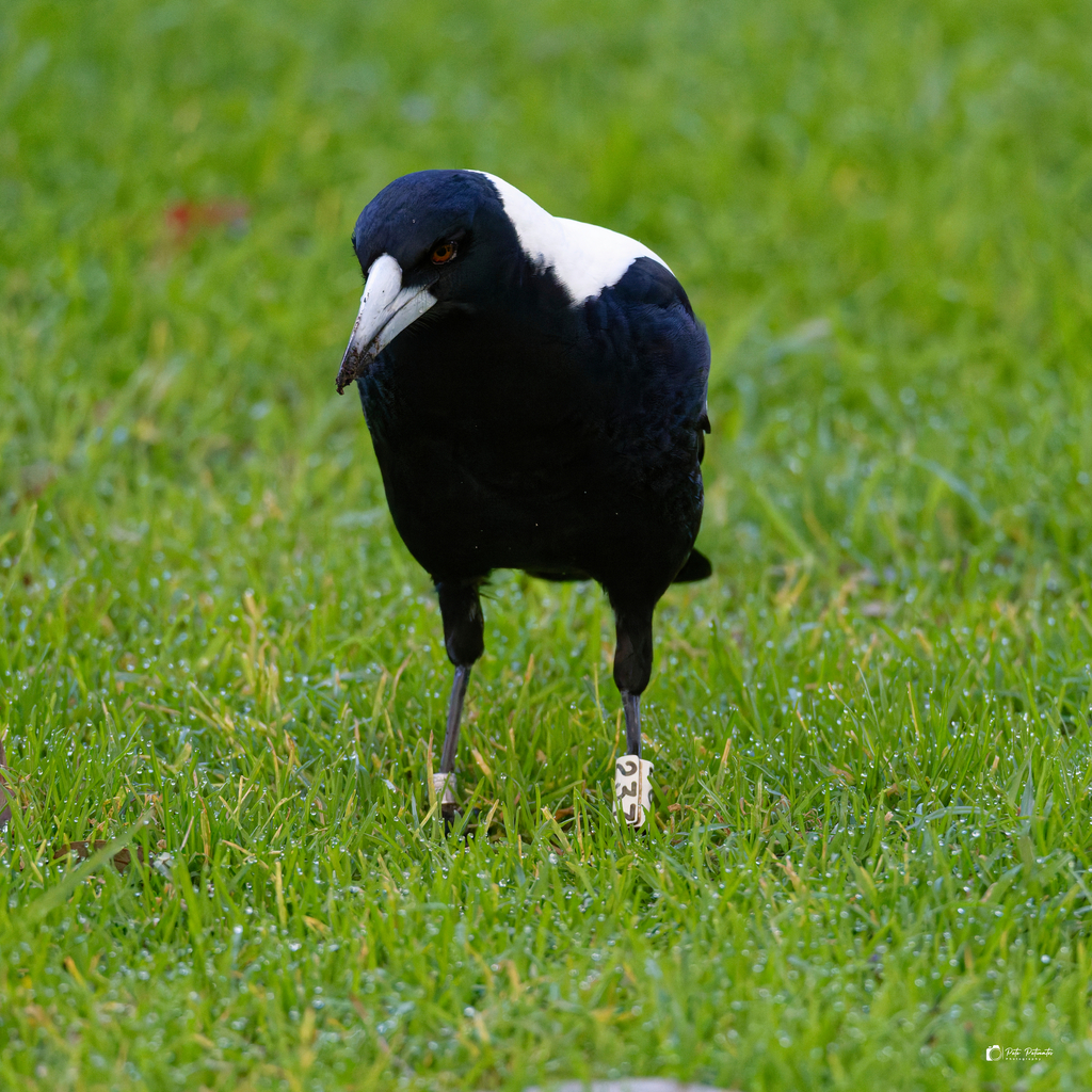 Australian Magpie from Melbourne VIC, Australia on June 11, 2025 at 01: ...