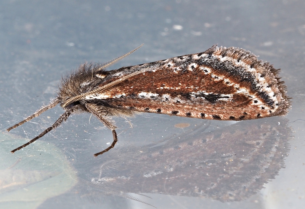 Primitive Ghost Moths from Ledge Point WA 6043, Australia on June 6 ...