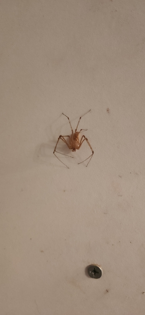 Scytodes atlacoya from Clinton, AR 72031, USA on June 11, 2025 at 12:32 ...