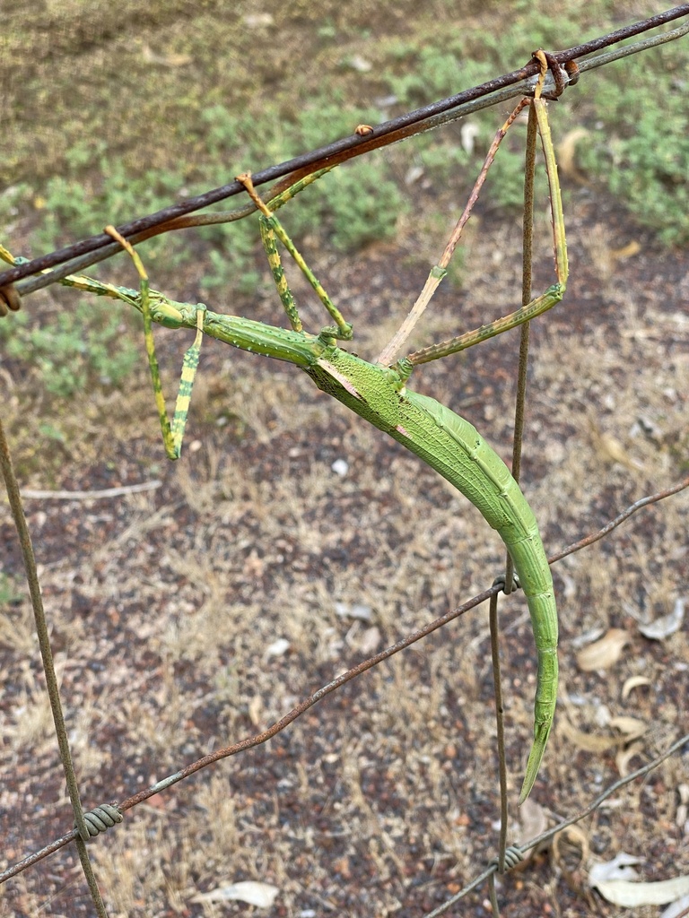 Darwin Stick Insect in June 2025 by Mrs G · iNaturalist