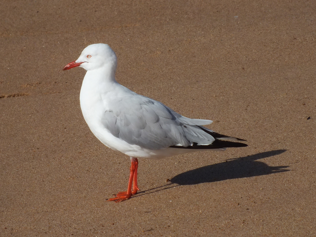 Australian Silver Gull (Reefblitz marine species of Queensland 2024 ...