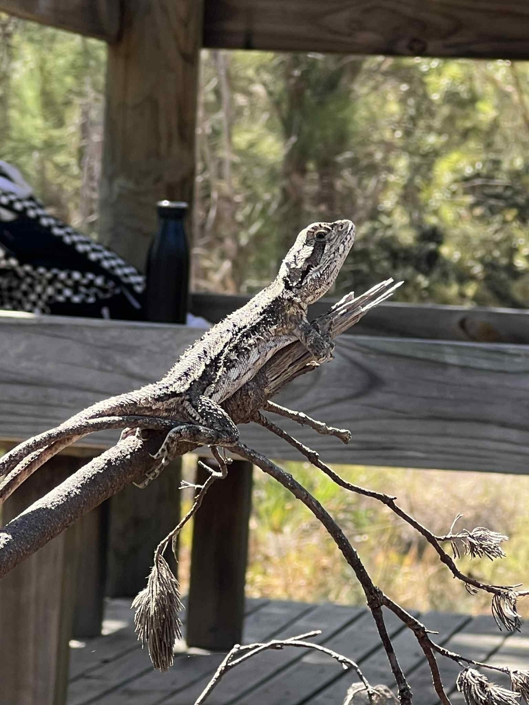 Dwarf Bearded Dragon from Building L, Murdoch WA 6150, Australia on ...