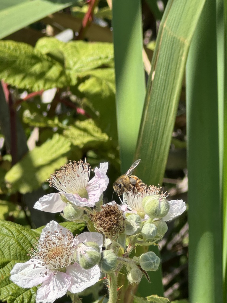 Western Honey Bee from Union Bay Natural Area, Seattle, WA 98105, USA ...