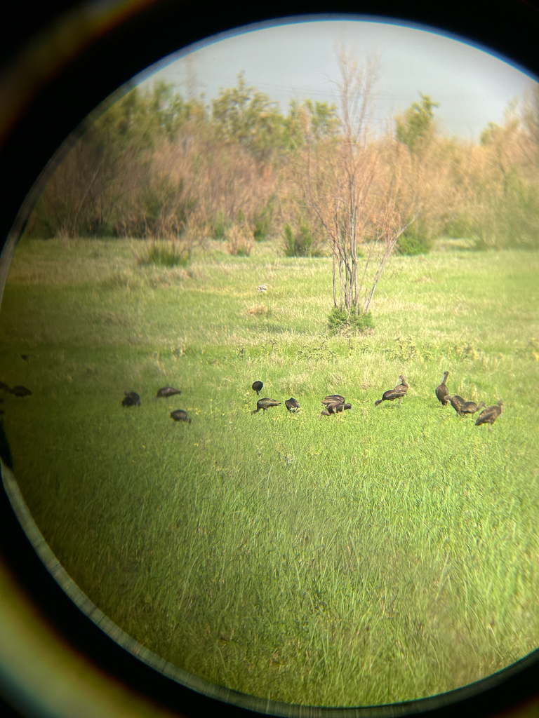 White-faced Ibis in June 2025 by Miguel Hernandez Alva · iNaturalist