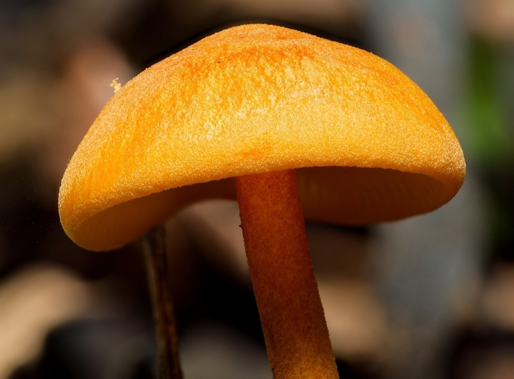 Heimiomyces from 48955 Jal., Mexico on June 11, 2025 at 02:41 AM by ...