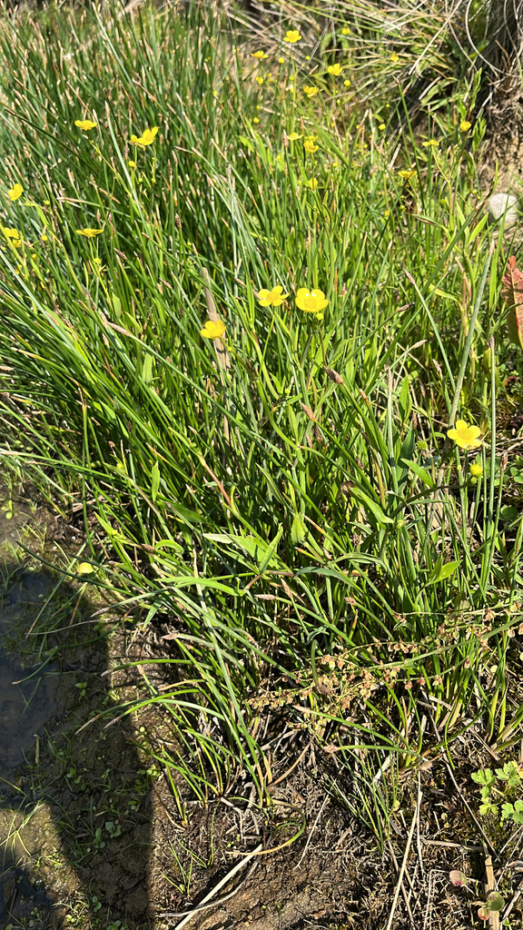 Lesser Spearwort from Manchester, England, GB on June 11, 2025 at 10:42 ...