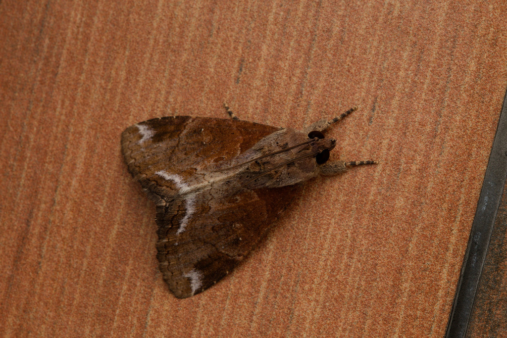 Ercheia cyllaria from Singapore on June 4, 2025 at 05:48 PM by Joshua ...