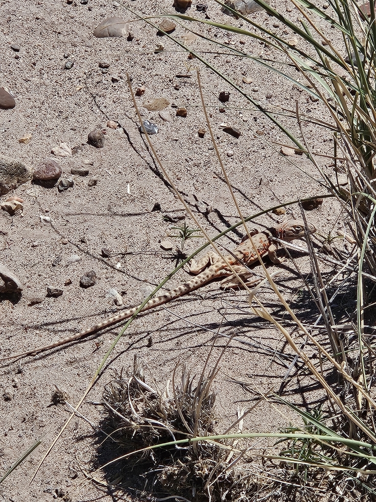 Long-nosed Leopard Lizard from Flagstaff, AZ 86004, USA on June 10 ...