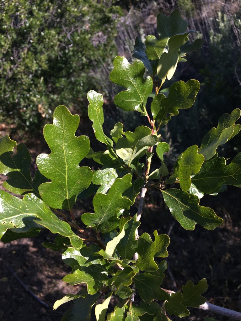 Shin Oak from three points ca on May 28, 2019 at 08:06 AM by Matt ...