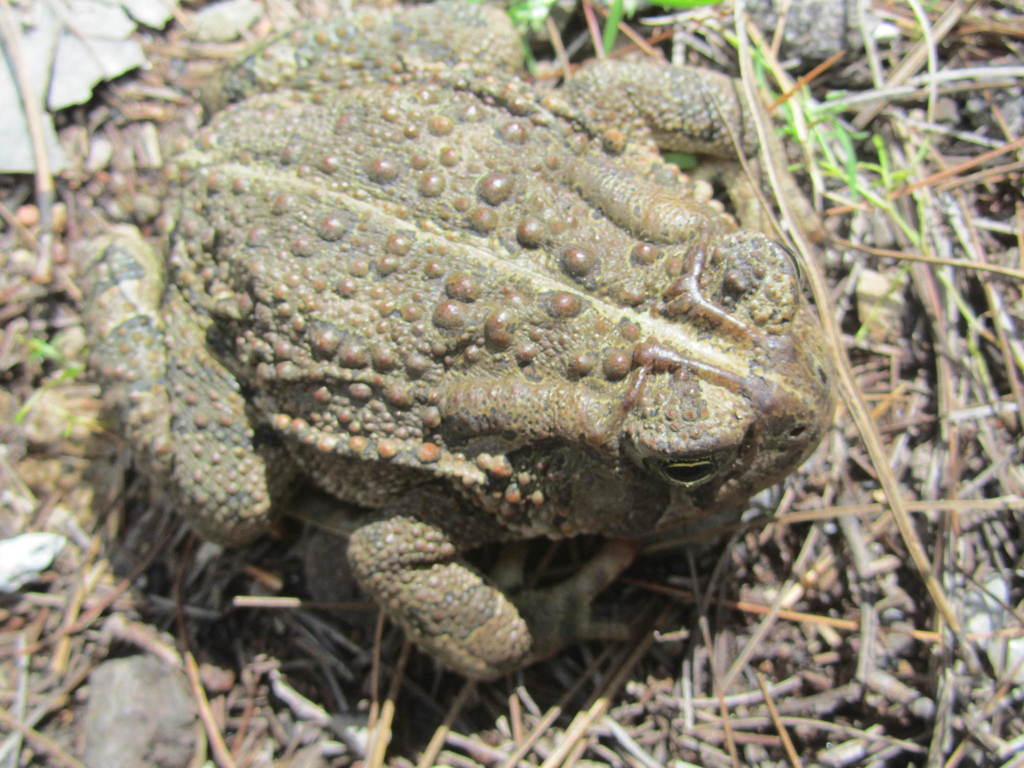 Woodhouse's Toad in September 2019 by Juan Diego Carrillo Contreras ...