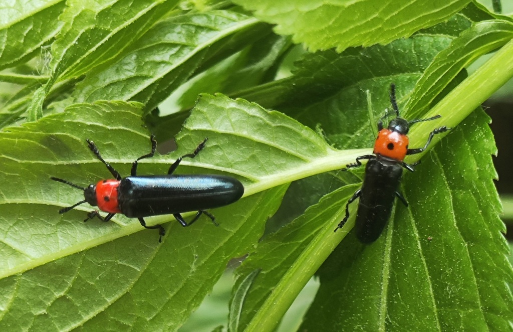 Tetraphala collaris from 中国吉林省长春市南关区 on June 9, 2025 at 03:52 PM by 管牧山 ...