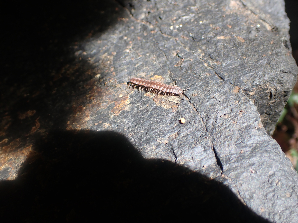 Common Pink Flat-back from Takoma Park, MD, USA on June 10, 2025 at 11: ...