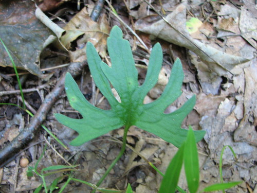 Palmata · iNaturalist