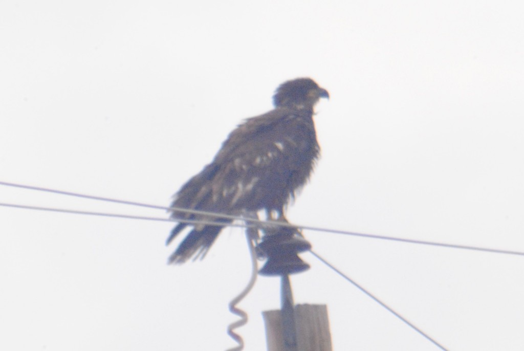 Northern Bald Eagle from Harney County, OR, USA on September 19, 2019 ...