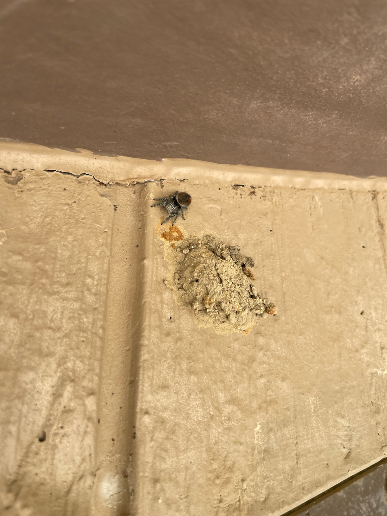 Johnson's Jumping Spider from Emigrant Gap, CA, US on June 10, 2025 at ...