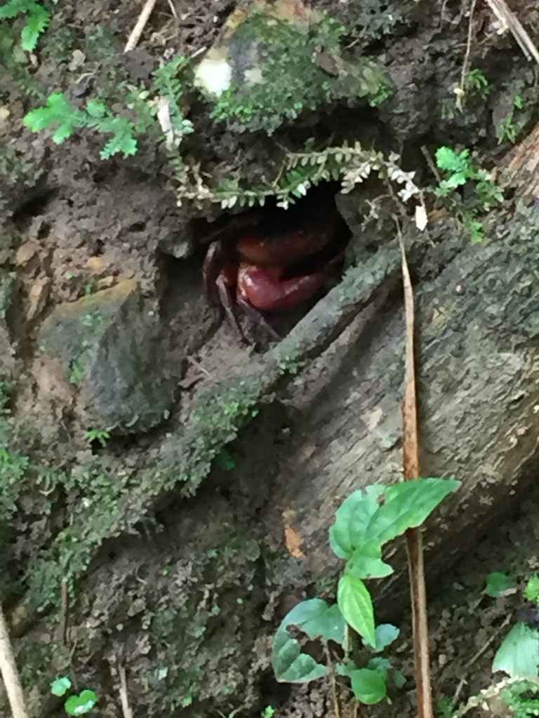 Manicou Crab from Tunapuna/Piarco, TT on October 07, 2016 at 03:43 PM ...