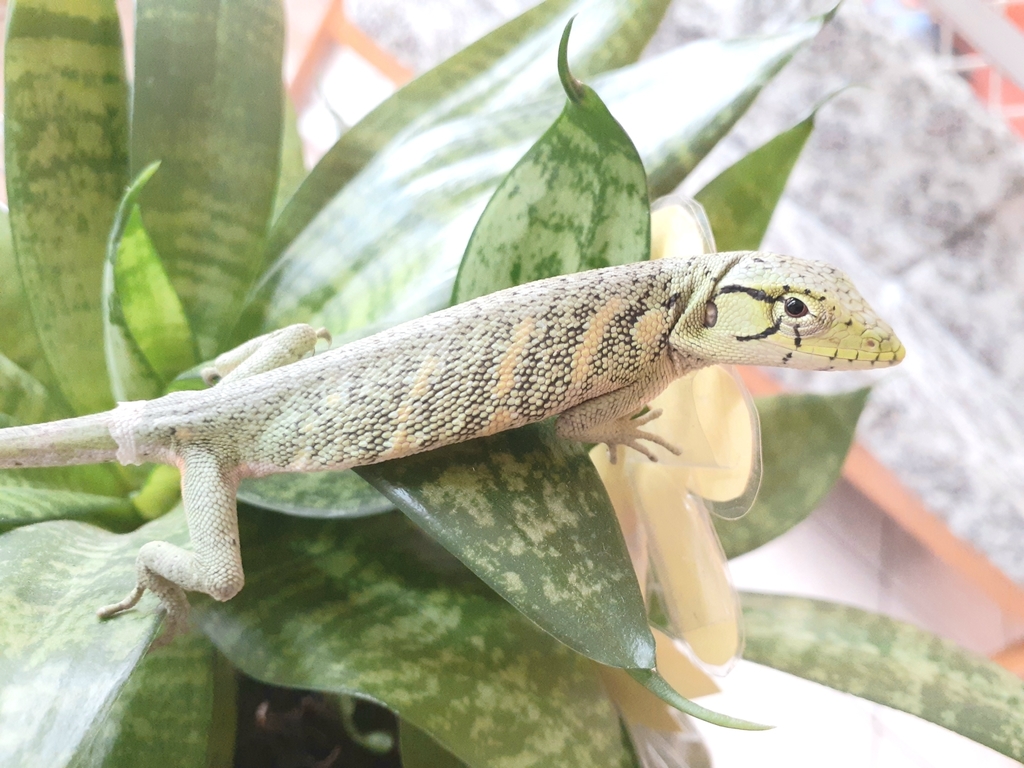Common Monkey Lizard from Nueva Loja, Ecuador on September 20, 2019 at ...