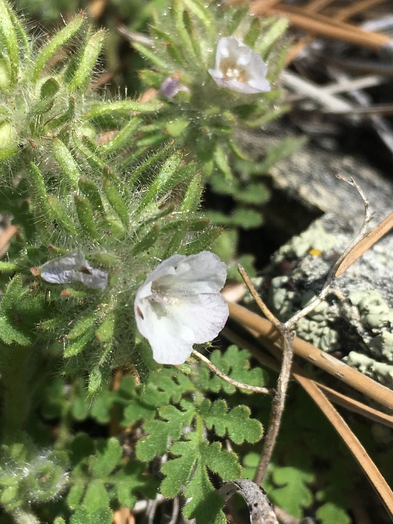 Hiddenflower Phacelia from Kern County, CA, USA on May 29, 2019 at 04:18 PM by Matt Berger ...