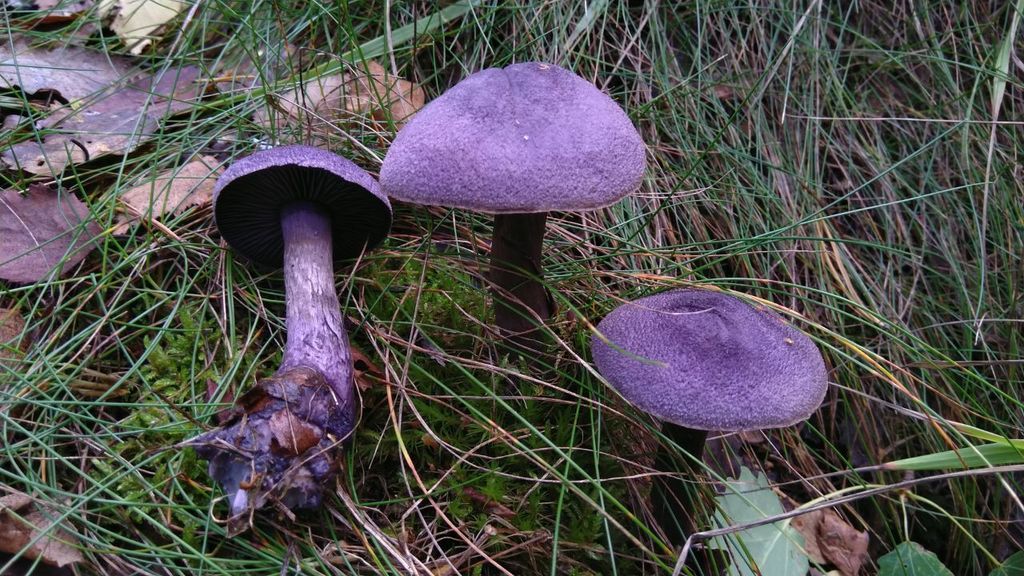 violet webcap from Vantaa, Finland on September 13, 2019 at 09:32 PM by ...