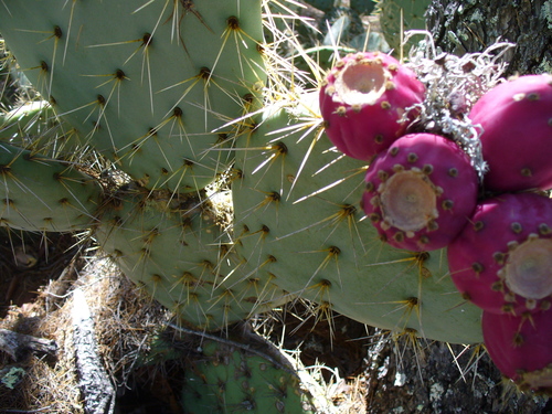 Nopal tuna morada (Opuntia lagunae)
