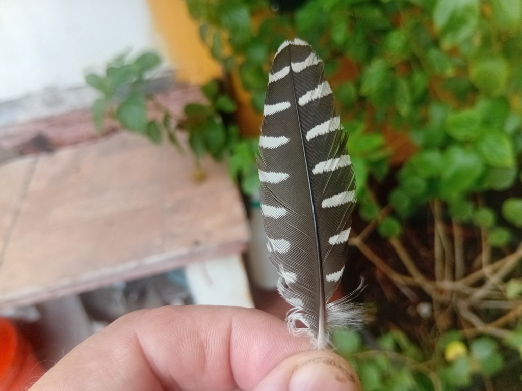 Carpintero cheje desde Ex Hacienda El Rosario, 67288 Jardines de la ...