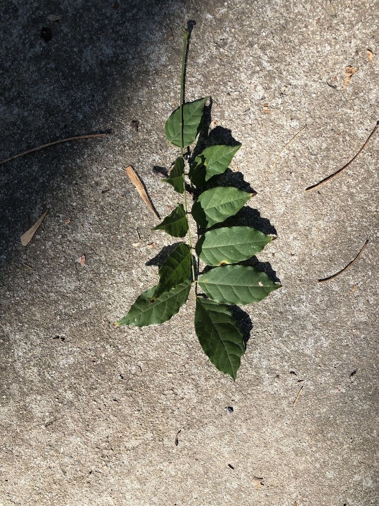 Japanese wisteria (Invasive) (Hot Springs National Park) · iNaturalist