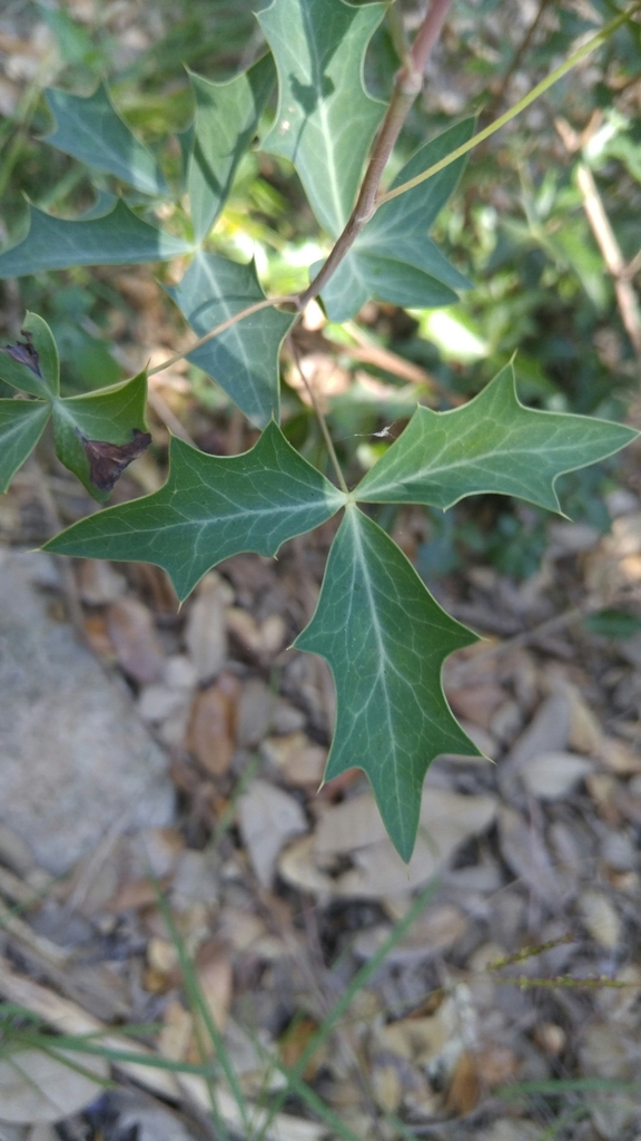 Agarita (Berberis trifoliolata) - Botanical Realm