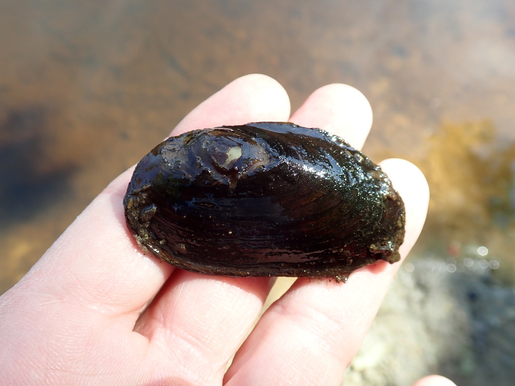 Eastern Elliptio from Royalston, MA, USA on September 20, 2019 at 02:09 ...