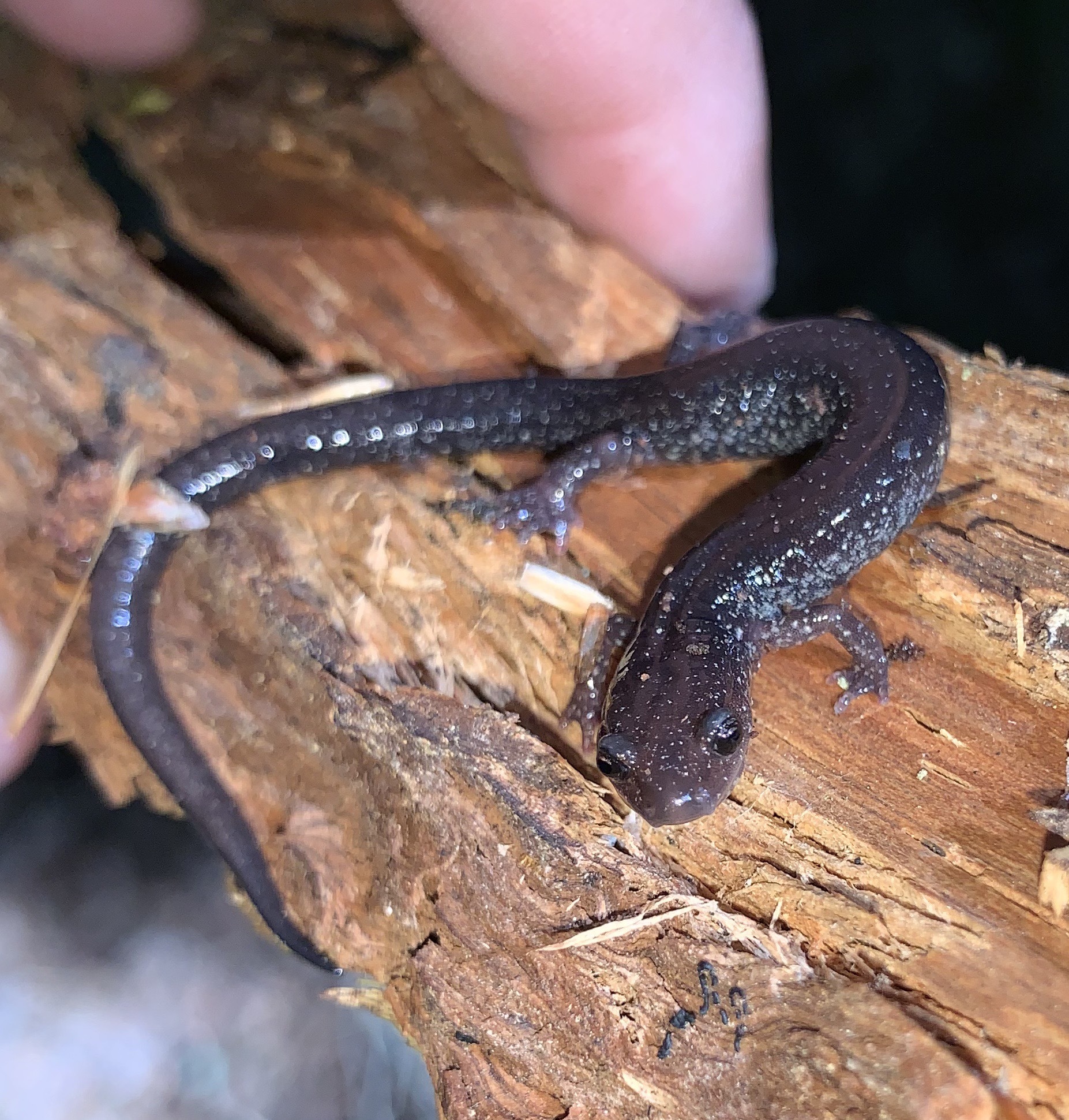 Plethodon virginia Highton, 1999
