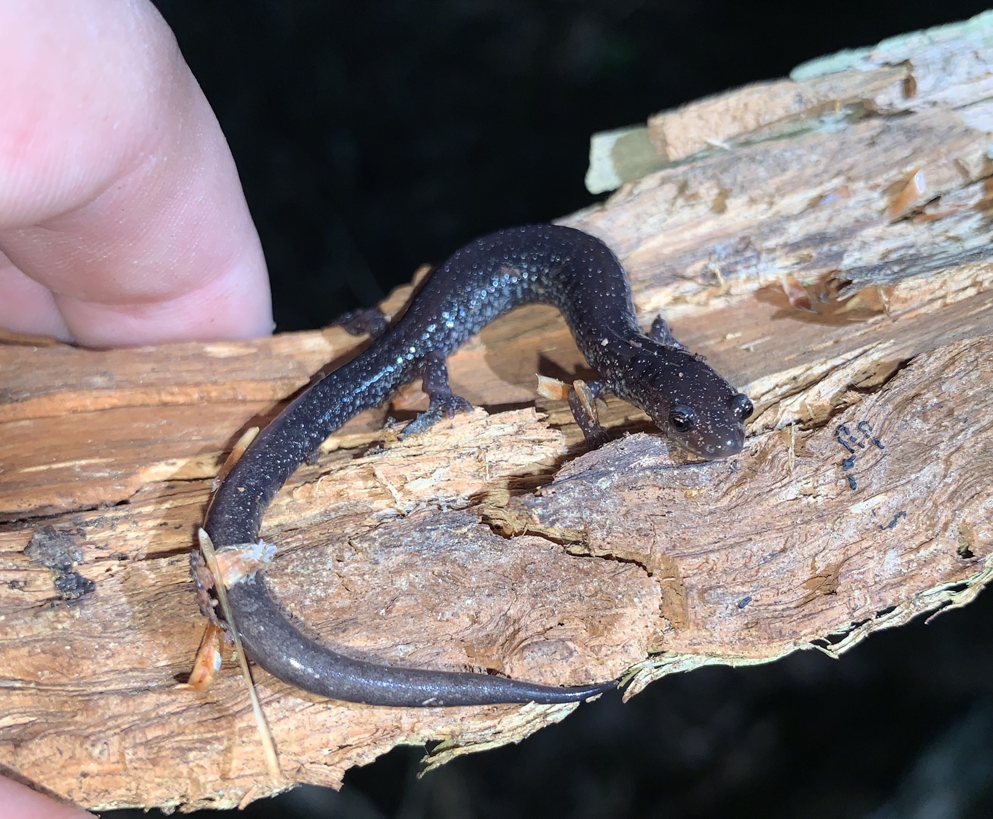 Plethodon virginia Highton, 1999