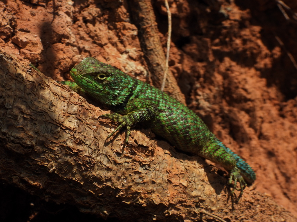 Green Spiny Lizard from Laguna Verde, Coapilla, Chis., MX on December 9 ...