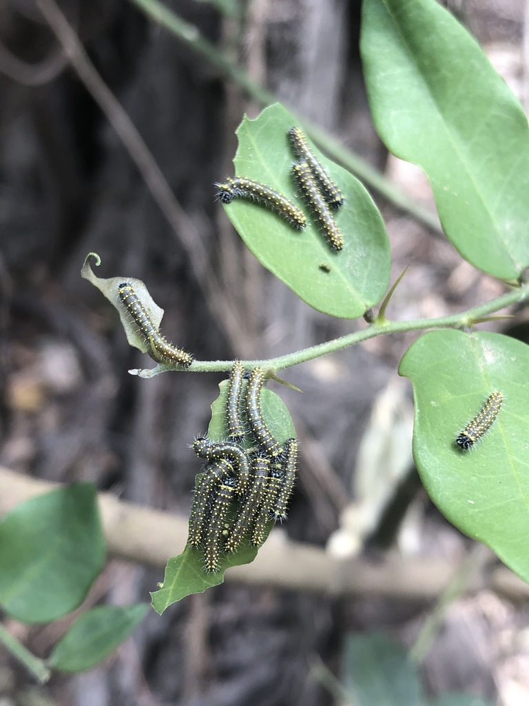 Caper White from Corinda, QLD, AU on September 20, 2019 at 02:00 PM by ...