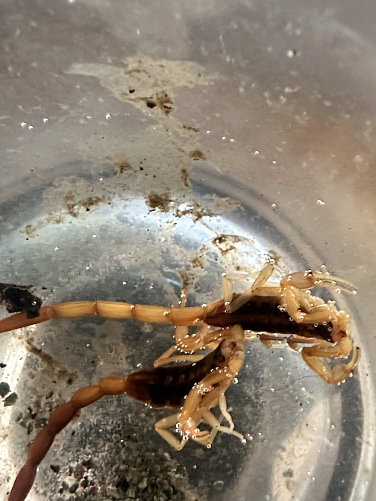 Striped Bark Scorpion in June 2025 by Peter Joseph. Two scorpions were ...