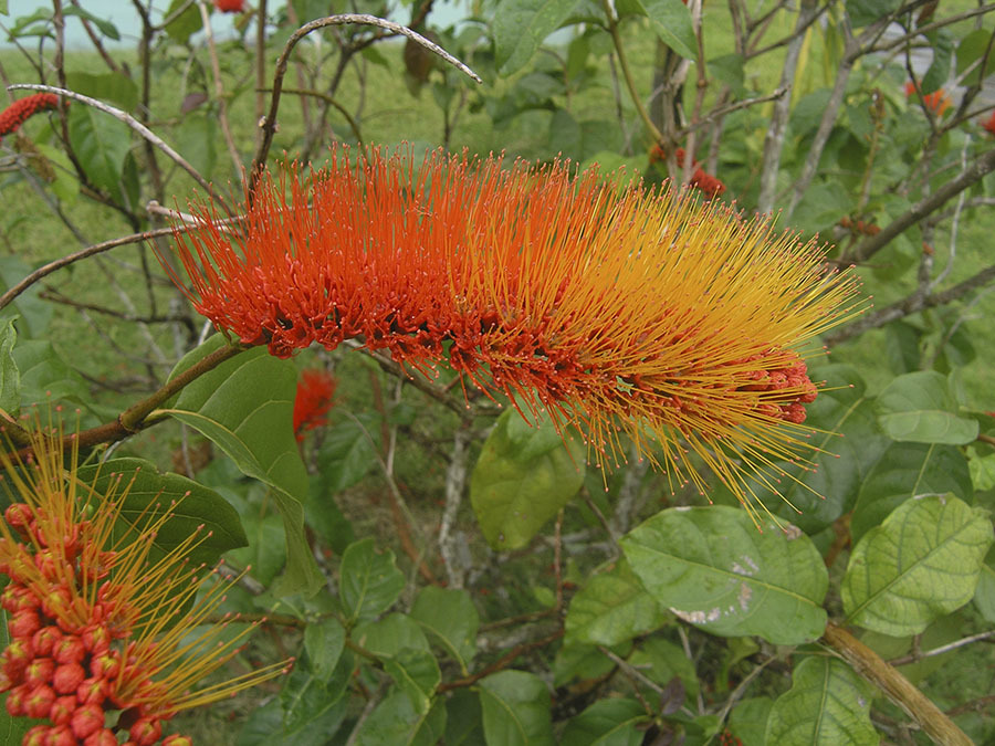 (Combretum rotundifolium) - Botanical Realm