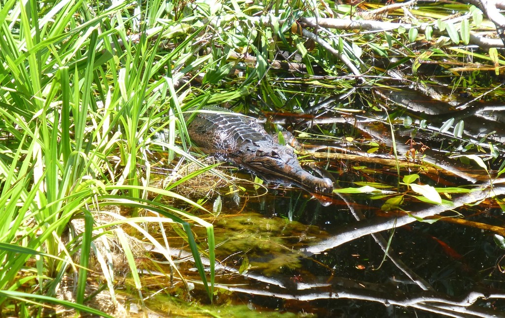false gharials (Tomistoma) - Marine Life Identification
