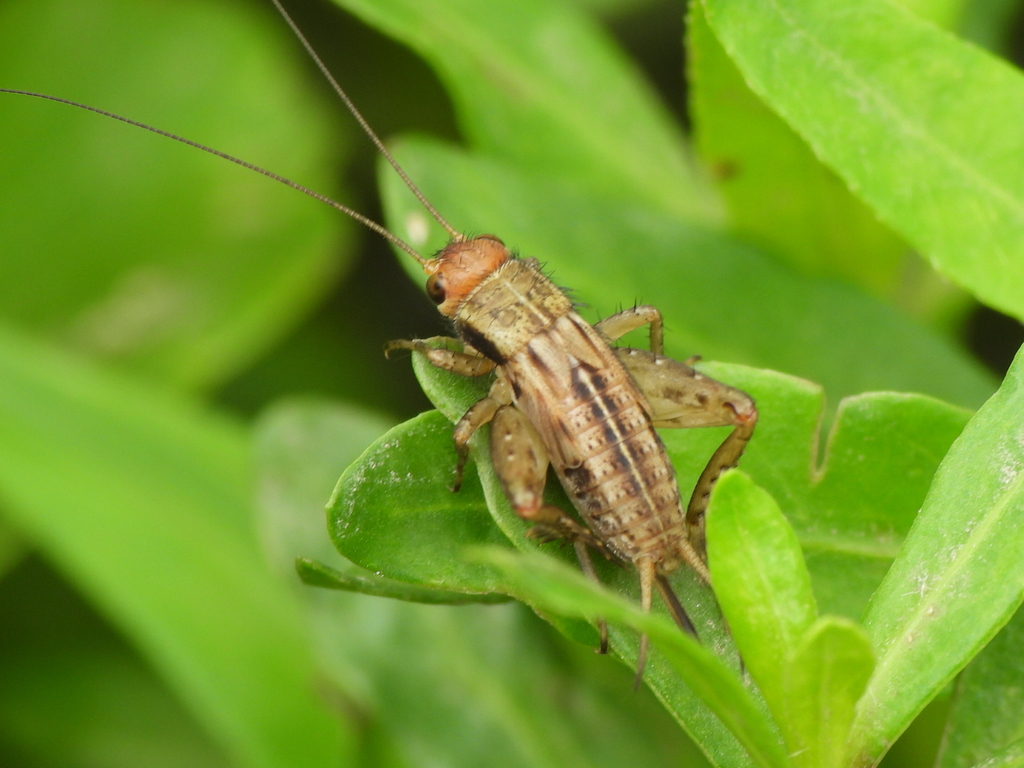 Striped Ground Cricket from West Meadowbrook, Fort Worth, TX, USA on ...