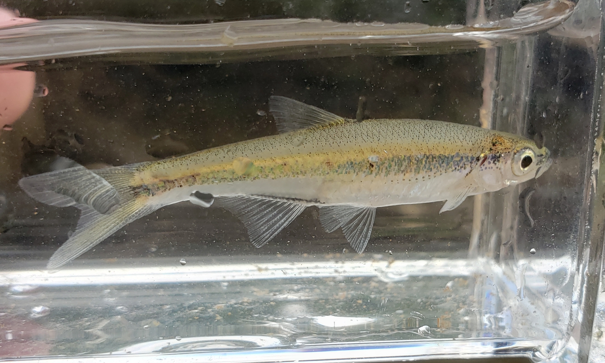 Lythrurus fumeus (Evermann, 1892)