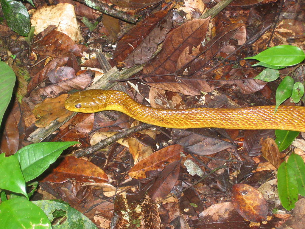 Amazon Puffing Snake from Kabalebo, Suriname on April 06, 2005 at 03:24 ...