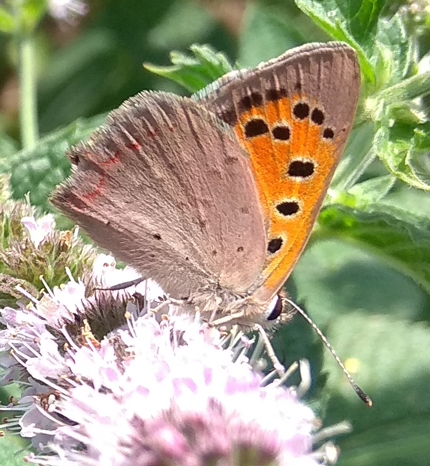 Small Copper from Wikcinek on August 17, 2017 at 02:36 PM by Konrad ...
